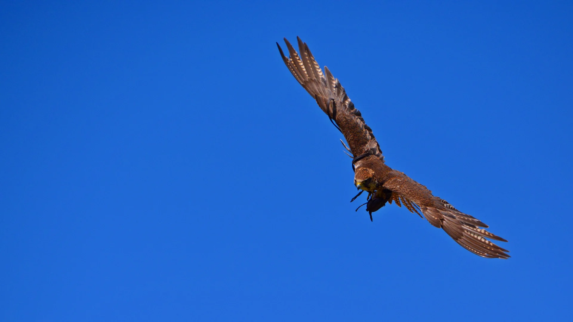 A Watchful Eye and a Winged Rescue
